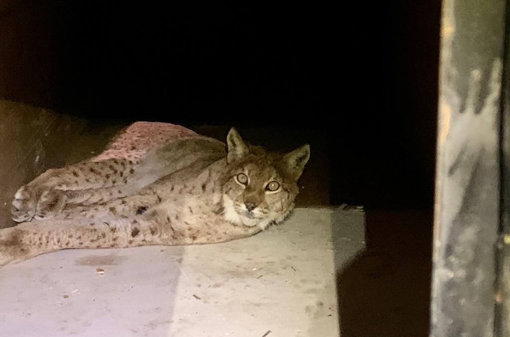 North Macedonia | Balkan Lynx