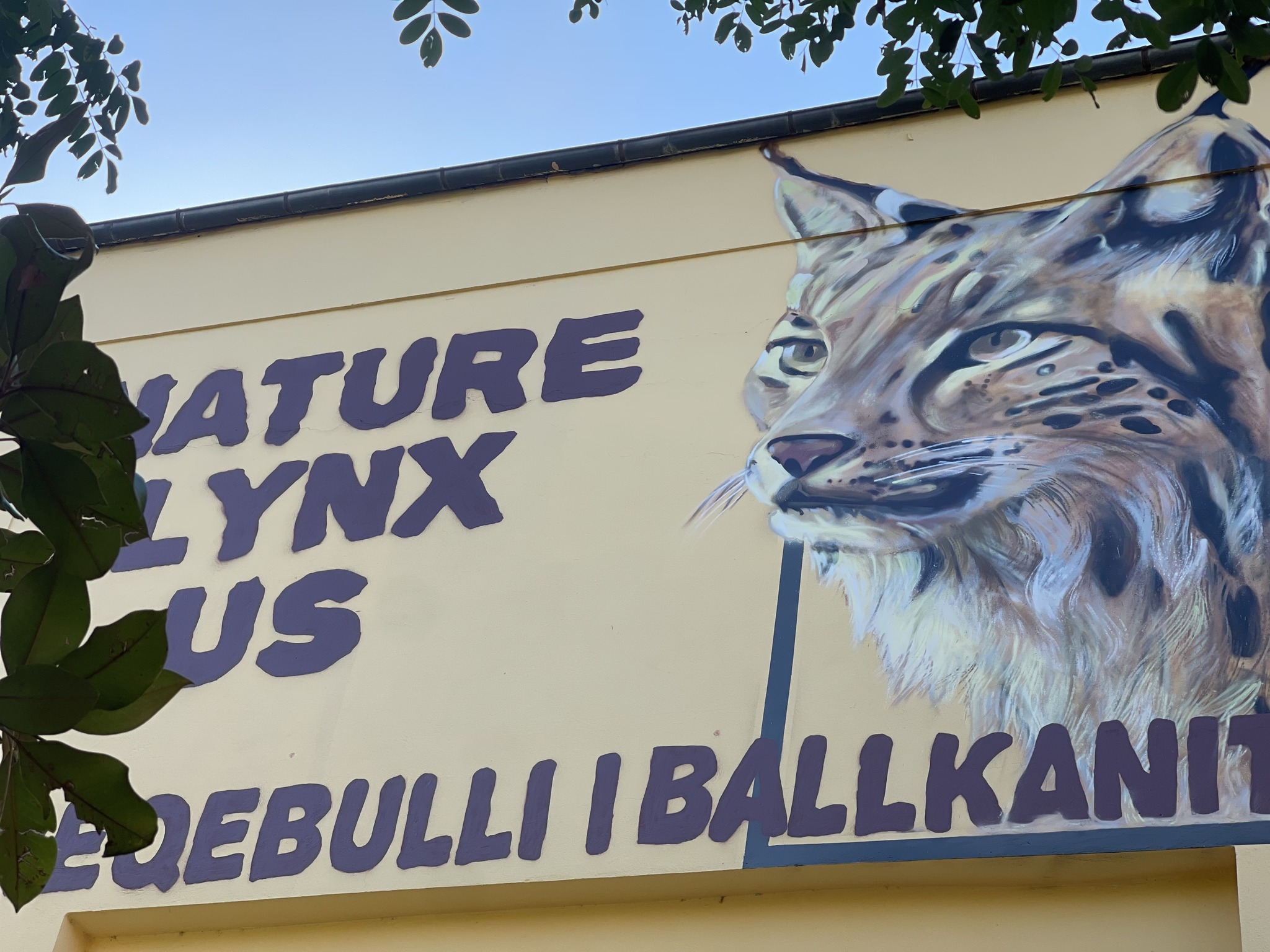 Albania | Balkan Lynx