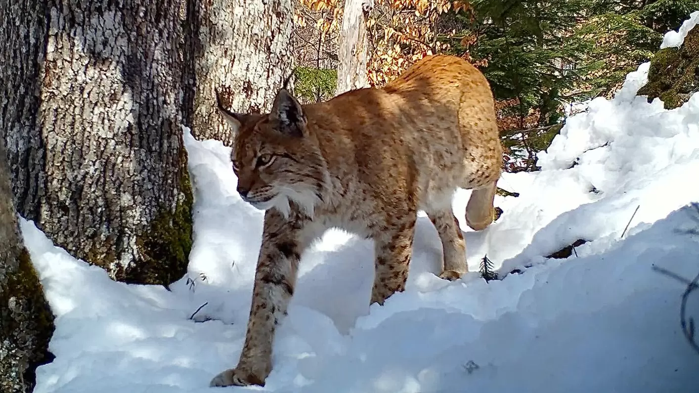 Balkan Lynx Recovery Programme | Balkan Lynx