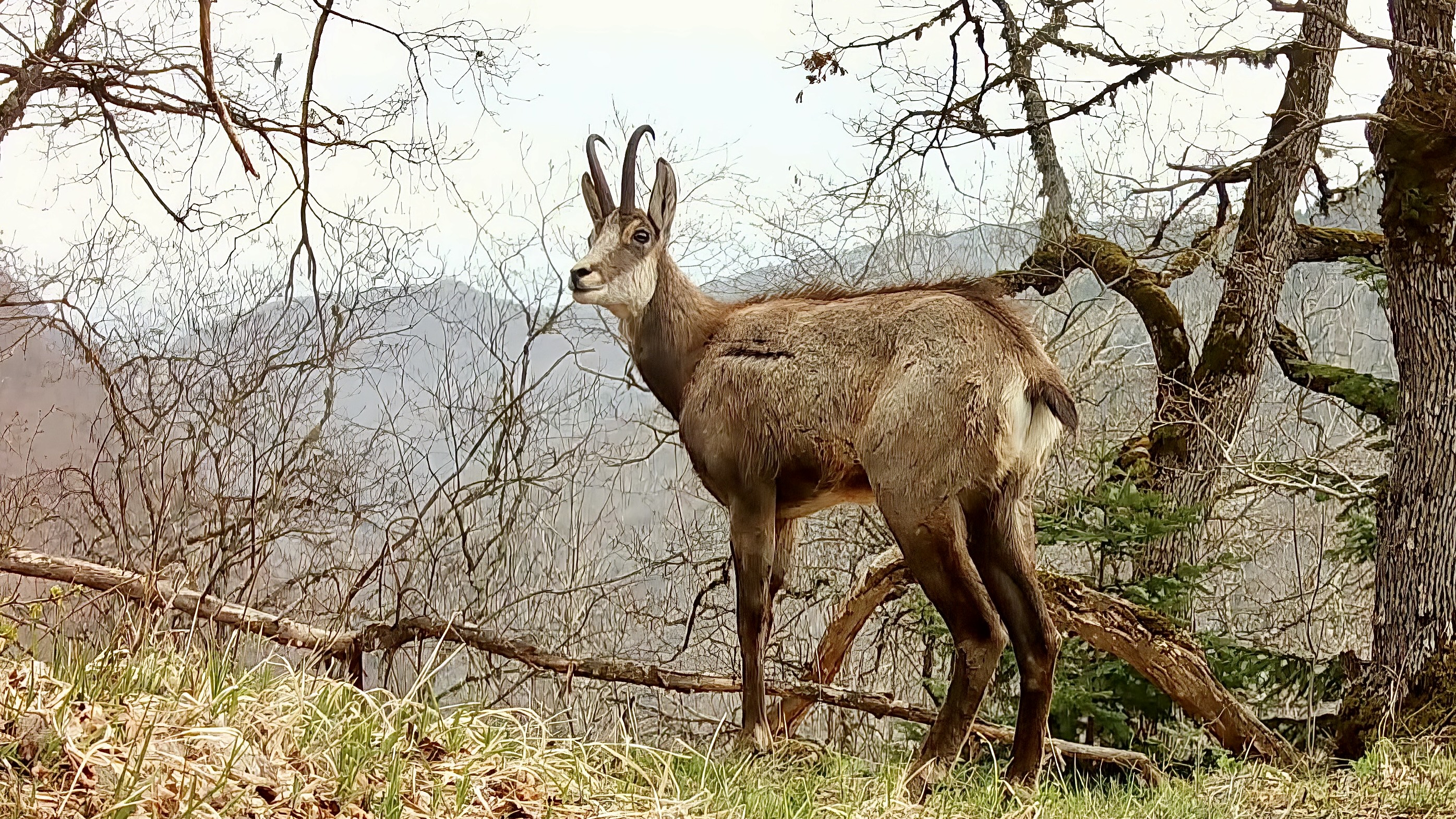 Monitoring prey availability for the Balkan lynx | Balkan Lynx