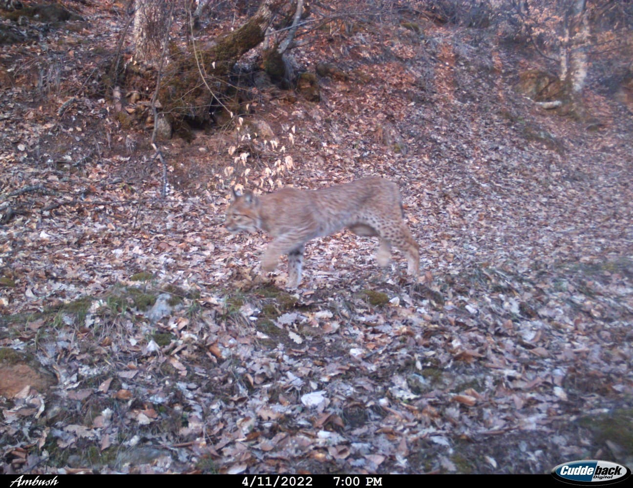 Collaring lynx for scientific purposes | Balkan Lynx