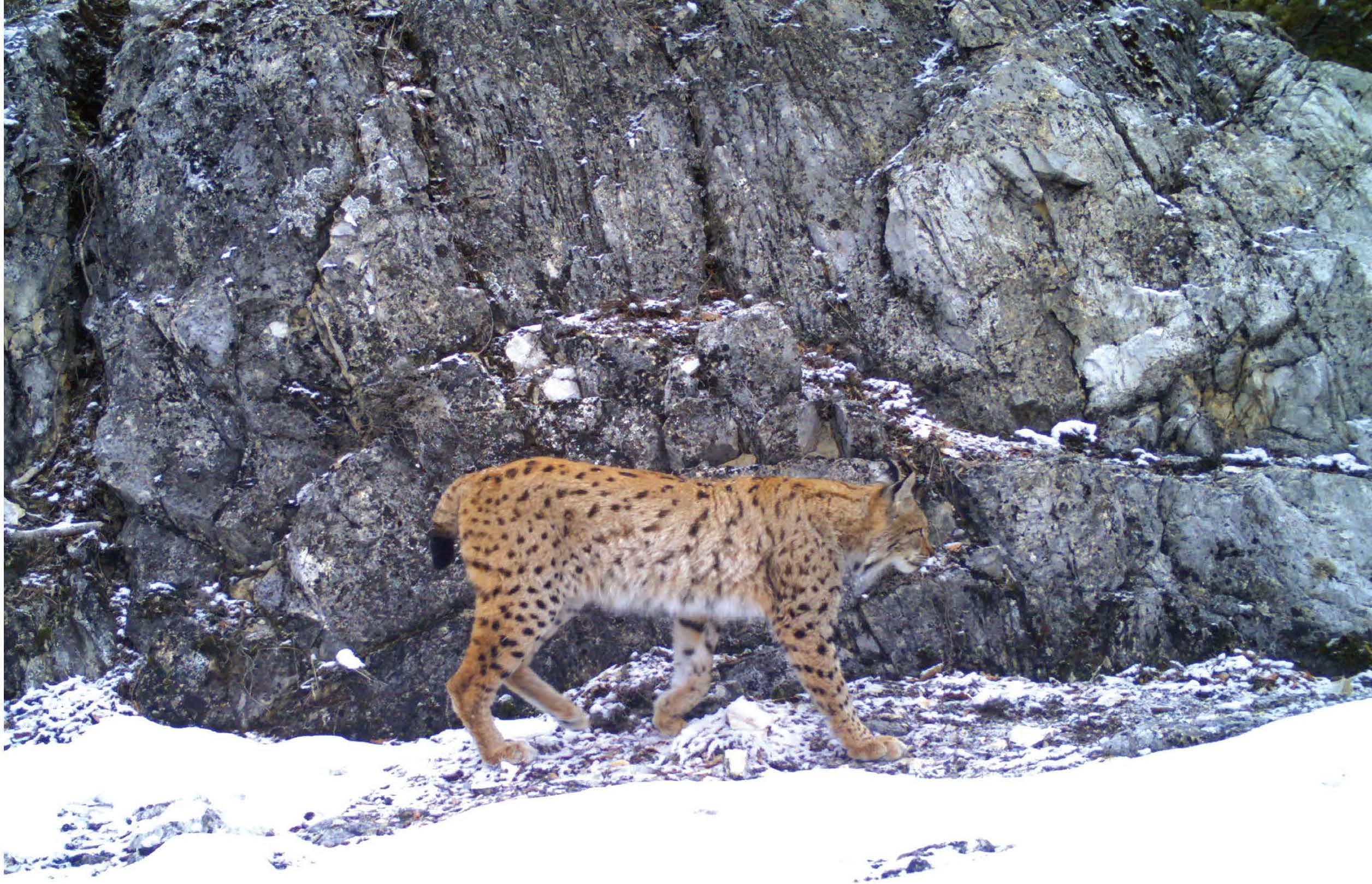 New Balkan lynx brochure available | Balkan Lynx